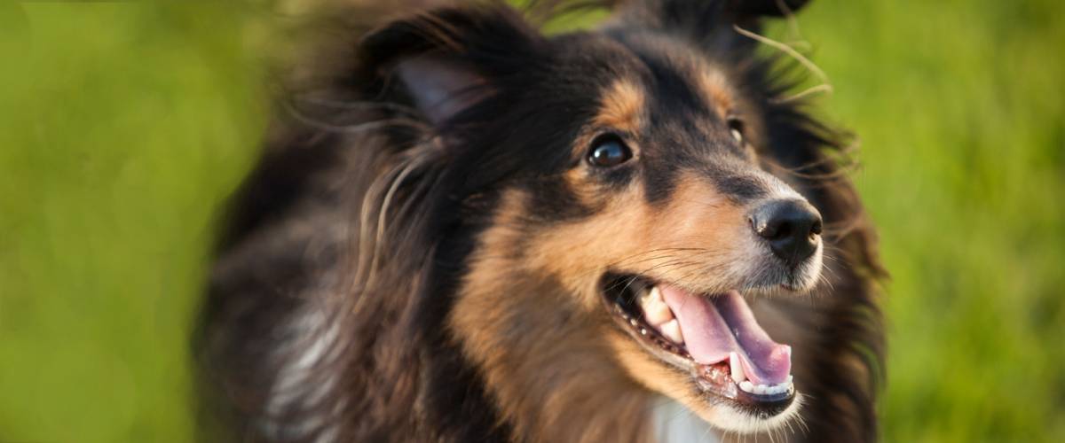 Gallbladder Diseases in Dogs | Morris Animal Foundation