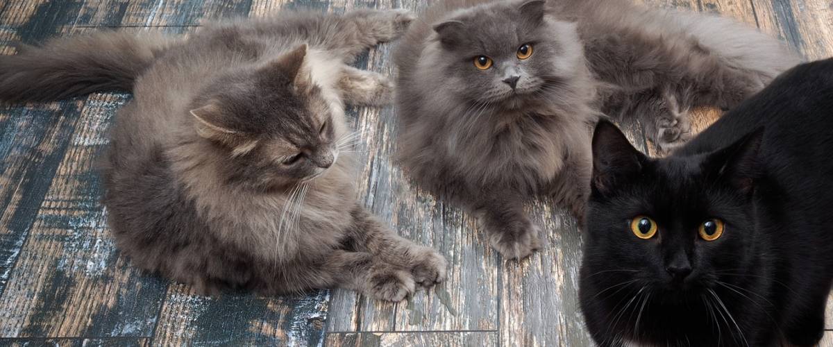 Morris Animal Foundation Feline Behavior CE Series Now Available ...