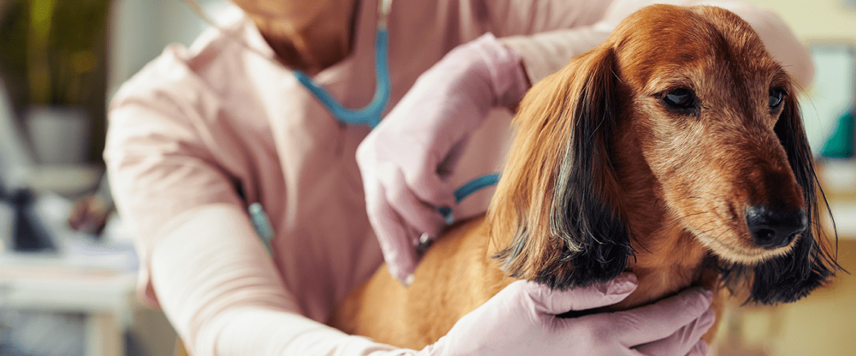 How advances in science are improving animal health