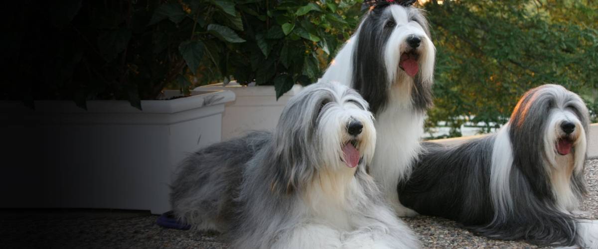 Bearded Collie Club of America Charitable Trust Champions Cancer ...