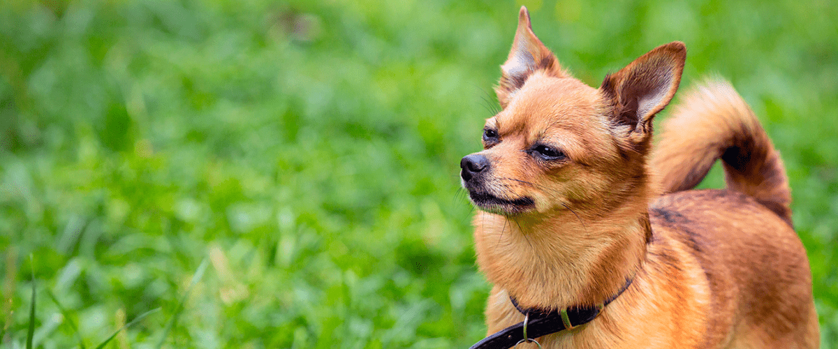 THC, CBD and Synthetic Cannabinoid Toxicity in Pets