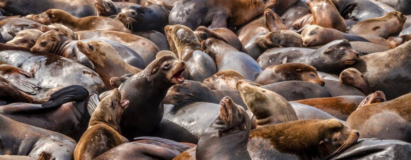 Home | Morris Animal Foundation