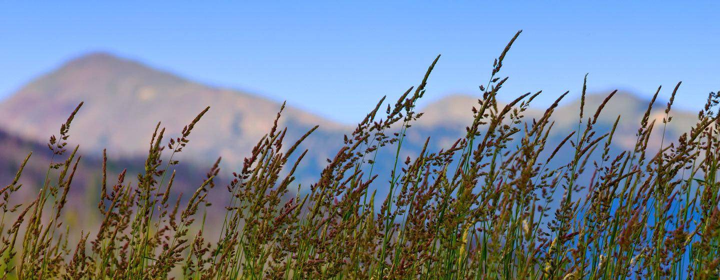 Home | Morris Animal Foundation