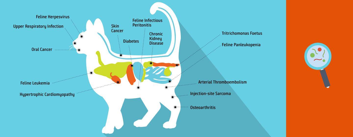 Cats | Morris Animal Foundation