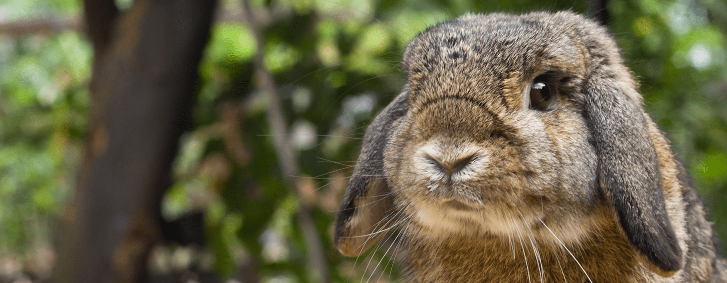 Home | Morris Animal Foundation