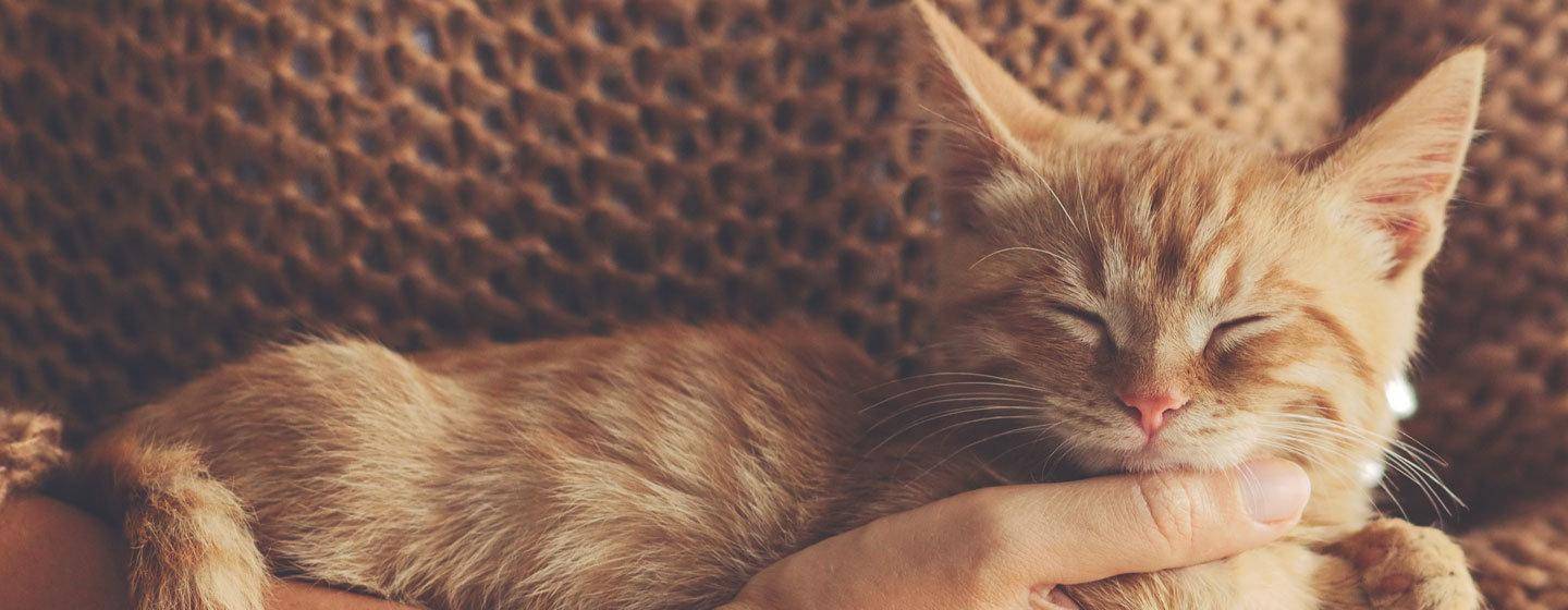 Home | Morris Animal Foundation