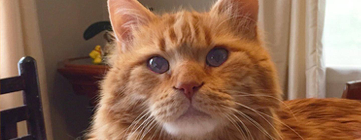 Home | Morris Animal Foundation