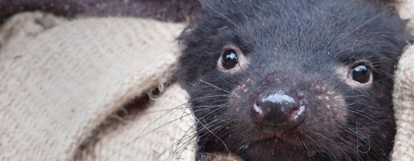 Home | Morris Animal Foundation