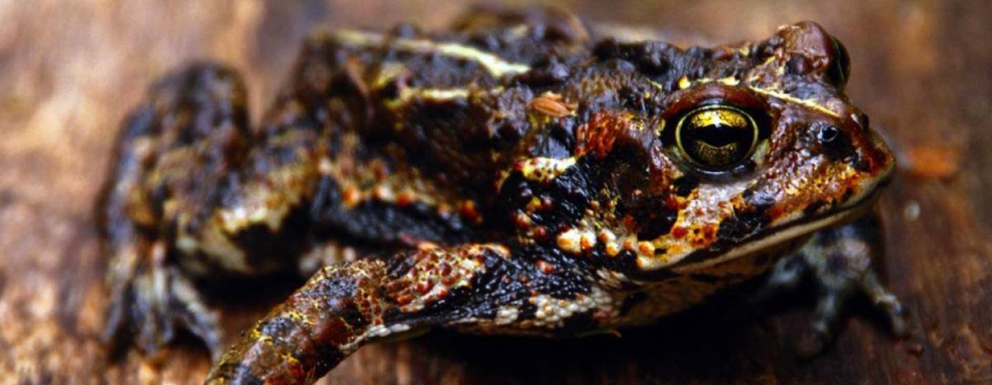 Home | Morris Animal Foundation