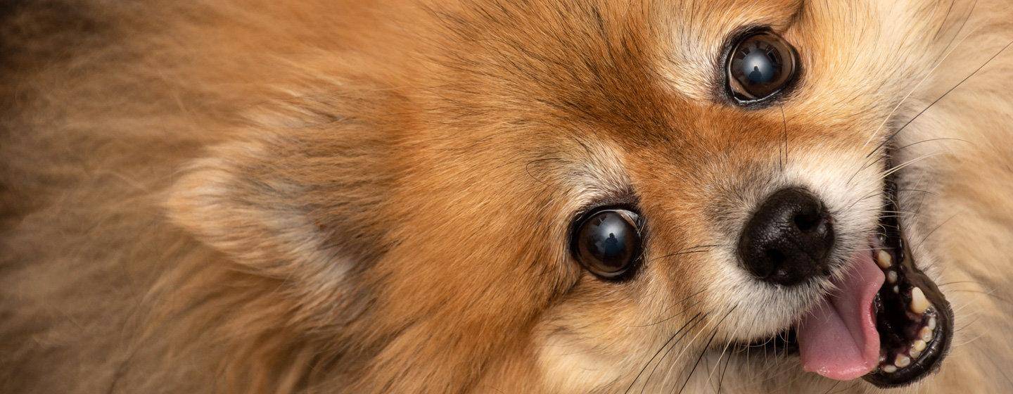 Home | Morris Animal Foundation