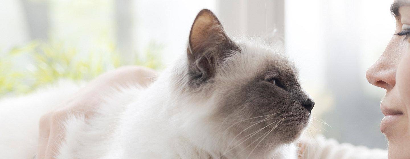 Home | Morris Animal Foundation