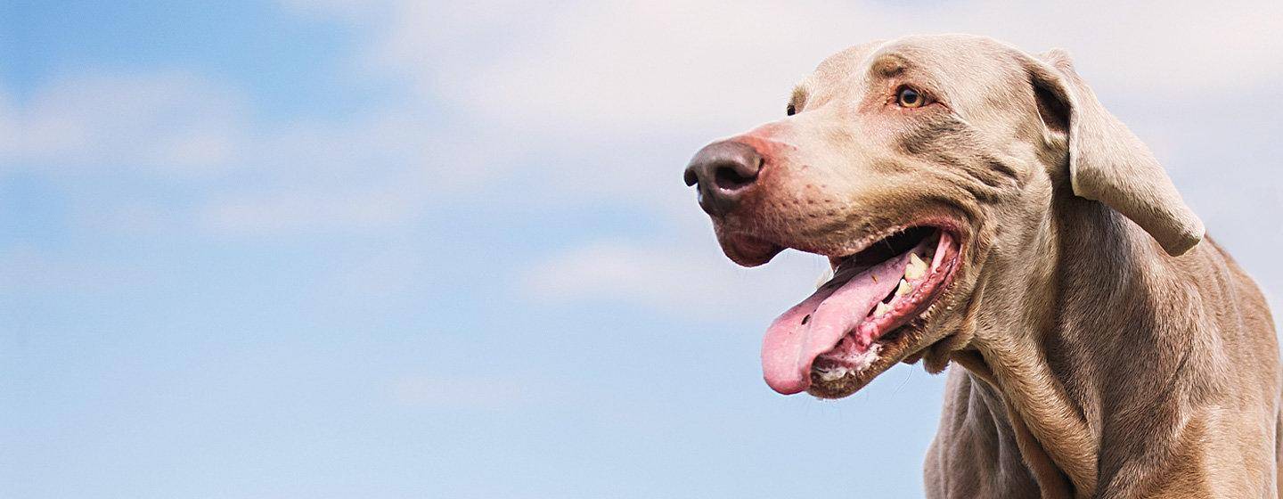 Home | Morris Animal Foundation