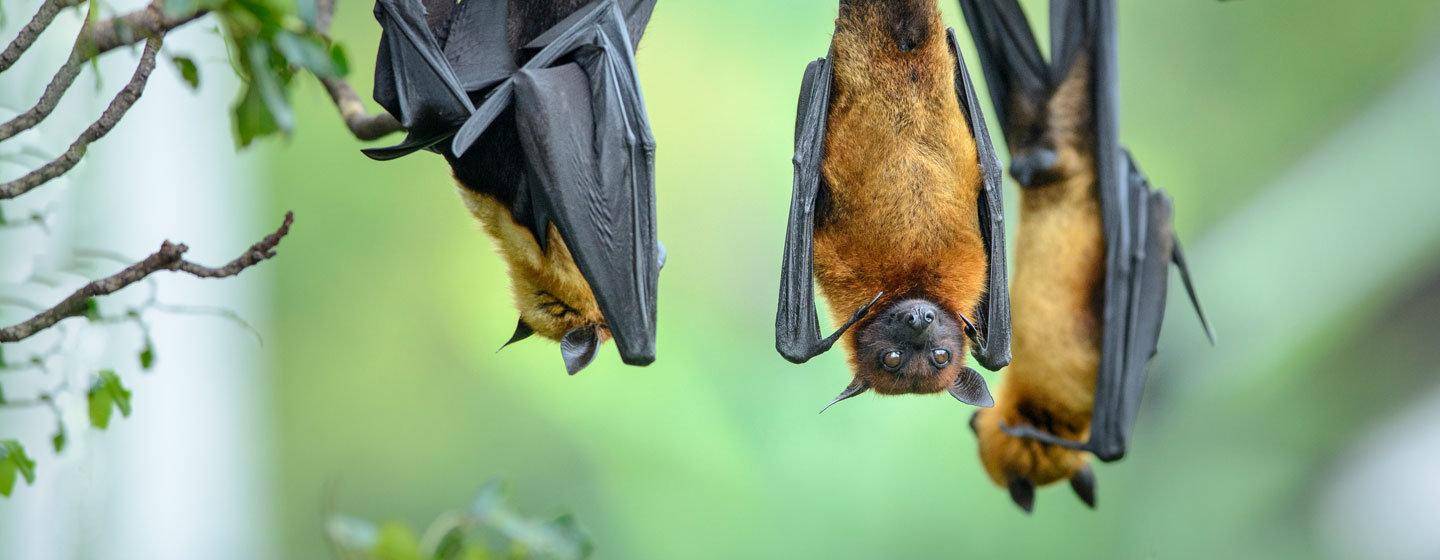 Morris Animal Foundation