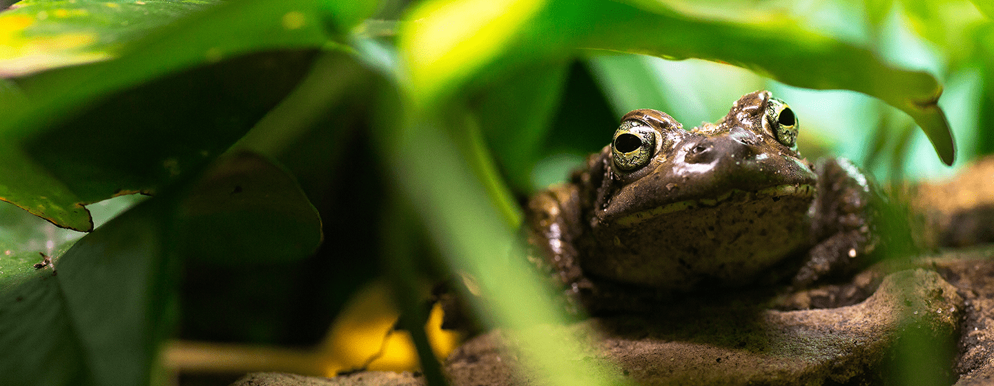 Morris Animal Foundation