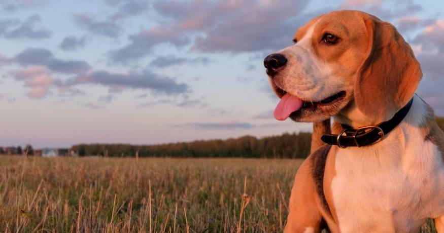 Dogs | Morris Animal Foundation