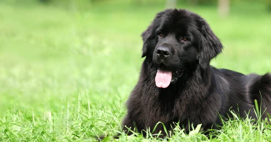 Dogs | Morris Animal Foundation