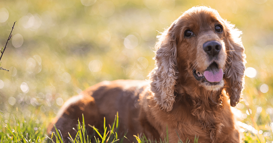 Thank you for your Donation | Morris Animal Foundation