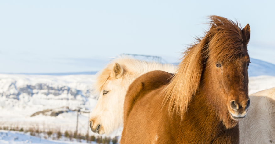 Veterinarians & Students | Morris Animal Foundation