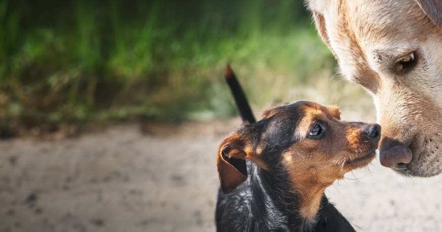 National Dog Day 2023 | Morris Animal Foundation