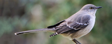 More Than Ruffled Feathers: Mockingbirds Show Heightened Aggression ...