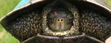 Foundation Study Identifies New Fungus Linked to Freshwater Turtle ...