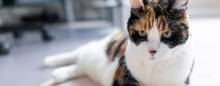 Antacid for Kidney Disease in Cats | Morris Animal Foundation
