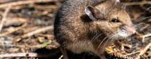 How the Pacific Pocket Mouse Helped Other Near-Extinct Species
