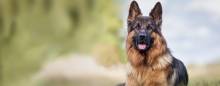 Hemangiosarcoma in Dogs – A Cancer That Strikes Without Warning ...