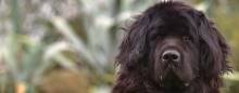 Morris Animal Foundation Announces Call for Newfoundland Health Issues