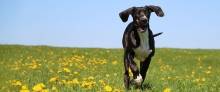 New Study Tests Pain Management Properties of CBD in Dogs