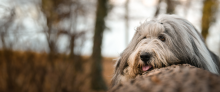 Understanding Addison’s Disease in Dogs