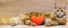 Top 5 Signs of Heart Disease in Cats