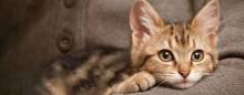 Learn More About Feline Infectious Peritonitis