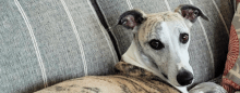 Morris Animal Foundation funds two new studies on immune-mediated ...