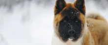 New Canine Health Studies to Improve Diagnosis and Treatment | Morris ...