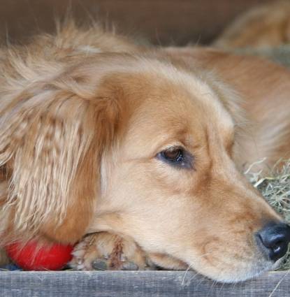 Merlot's Online Pet Memorial | Morris Animal Foundation