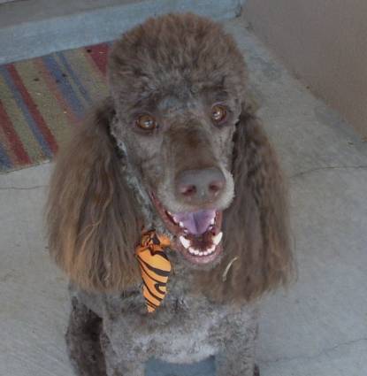 Rondo's Online Pet Memorial | Morris Animal Foundation