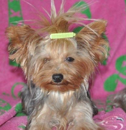 Gracie D's Online Pet Memorial | Morris Animal Foundation