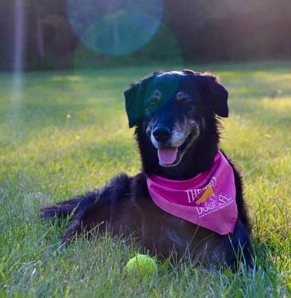 Ellie AKA Queen Eleanor the Great's Online Pet Memorial | Morris Animal ...