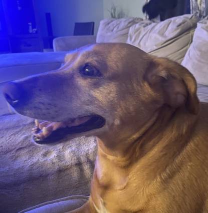 Lula's Online Pet Memorial | Morris Animal Foundation