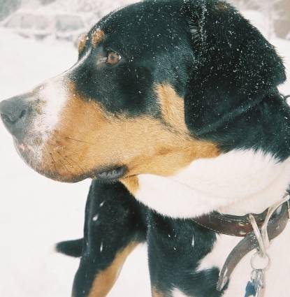 Tasso's Online Pet Memorial | Morris Animal Foundation