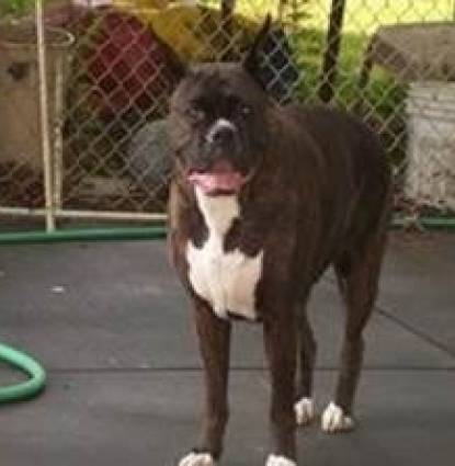 Coco's Online Pet Memorial | Morris Animal Foundation
