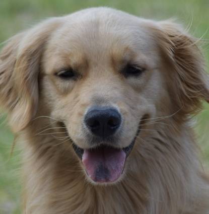 Atticus 's Online Pet Memorial | Morris Animal Foundation