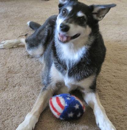 Wiley's Online Pet Memorial | Morris Animal Foundation