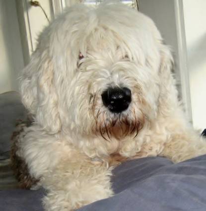 Kalie's Online Pet Memorial | Morris Animal Foundation