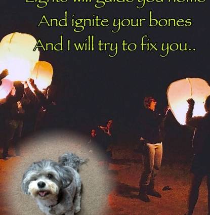 Shai's Online Pet Memorial | Morris Animal Foundation