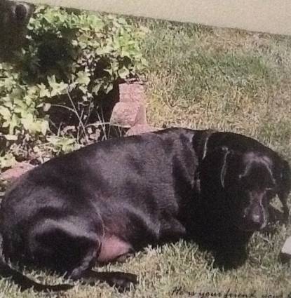 Frank Rizo's Online Pet Memorial | Morris Animal Foundation