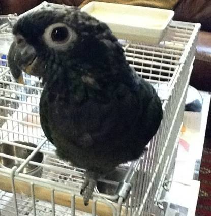 Pteribird's Online Pet Memorial | Morris Animal Foundation