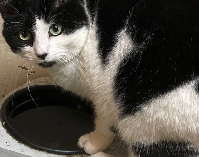 Diddles - The Man, the Myth, the Legend 's Online Pet Memorial | Morris ...