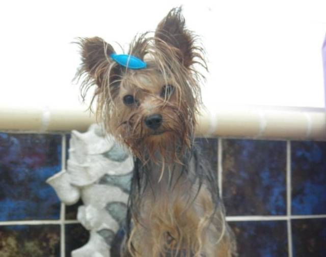 Gracie D's Online Pet Memorial | Morris Animal Foundation